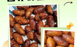 蚕蛹的营养价值_蚕蛹适合什么人吃