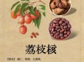 荔枝核的功效与作用_荔枝核能治疗哪些疾病
