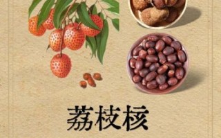 荔枝核的功效与作用_荔枝核能治疗哪些疾病