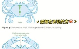 螃蟹怎么杀_活螃蟹处理步骤