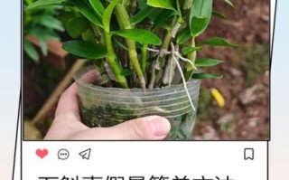 石斛花图片_如何辨别真假