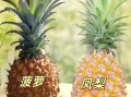 无眼菠萝和凤梨的区别_哪个更甜