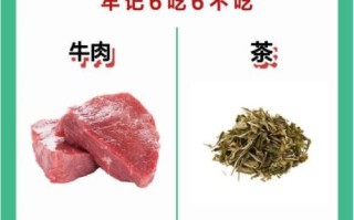 血虚吃什么食物好_血虚怎么调理最有效