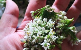 野韭菜花怎么保存_野韭菜花冷冻还是晒干好