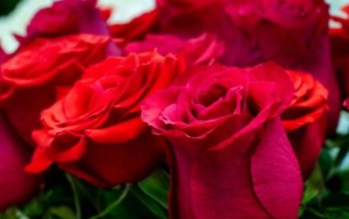 玫瑰花图片大全_如何挑选高清玫瑰壁纸