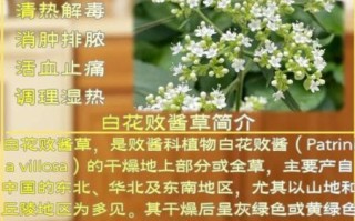 败酱草的功效与作用_败酱草怎么吃