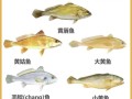 黄鱼和黄花鱼有什么区别_怎么区分