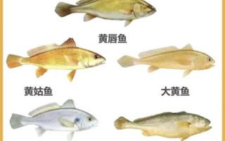 黄鱼和黄花鱼有什么区别_怎么区分