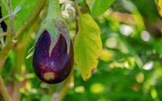 茄子别名有哪些_茄子为什么叫落苏