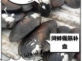 河蚌吃什么食物长大_河蚌食物清单