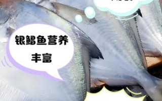 鲳鱼的营养价值_鲳鱼的功效与作用