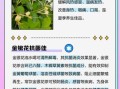 金银花有什么功效_金银花泡水喝的功效与禁忌