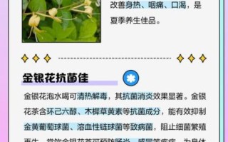 金银花有什么功效_金银花泡水喝的功效与禁忌