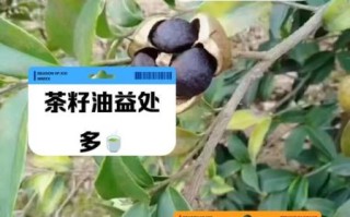 茶油怎么吃治便秘_茶油通便的正确方法