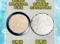 圆糯米和长糯米哪个更糯_口感差异详解