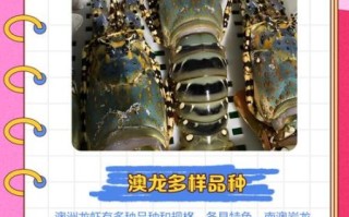 澳洲龙虾图片大全大图_高清细节如何辨别真假