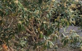 桂花树价格多少钱一棵_桂花树价格表2024