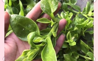 田七叶图片_田七叶长什么样