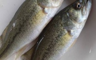 鲈鱼图片大全大图_淡水鲈鱼怎么分辨