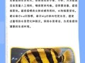 虎鱼价格多少钱一条_虎鱼图片大全高清