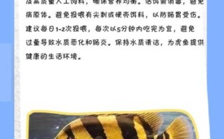 虎鱼价格多少钱一条_虎鱼图片大全高清
