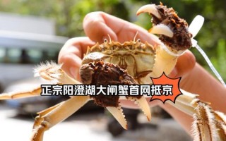 阳澄湖大闸蟹最新价格_2024年多少钱一只