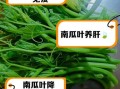南瓜叶的功效与作用_南瓜叶的禁忌有哪些
