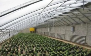 钢结构蔬菜大棚造价多少钱_每平米价格怎么算