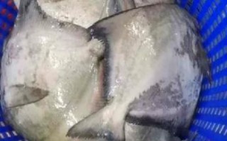 鲳鱼是海鱼吗_淡水鲳鱼和鲳鱼区别