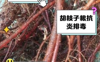 胡枝子功效与作用_胡枝子怎么种植