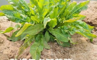 酸模长什么样_酸模图片怎么识别