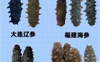 大连野生海参什么牌子最好_如何挑选正宗辽参