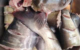 清炖鱼怎么做不腥_清炖鱼去腥技巧