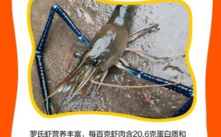 罗氏虾的危害有哪些_罗氏虾吃多了会怎样