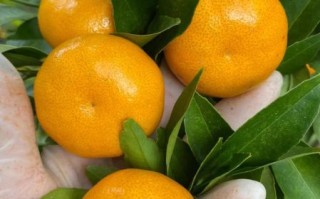 桔子摄影怎么样_桔子摄影真实口碑