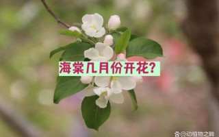 海棠花什么时候开_海棠花的花期多长