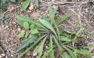 树荣苦菜图片_树荣苦菜长什么样