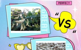 白扁豆图片_白扁豆和扁豆的区别