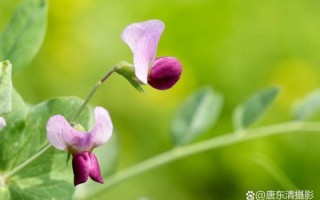 豌豆花图片怎么拍_豌豆花高清壁纸下载