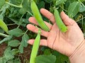 豌豆荚官网手机下载_豌豆荚安全吗