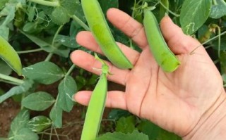 豌豆荚官网手机下载_豌豆荚安全吗