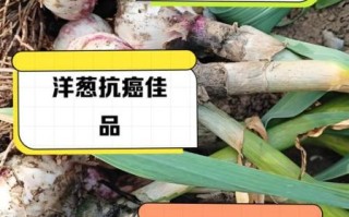 食物中毒吃什么解毒最快_食物中毒后吃什么好得快