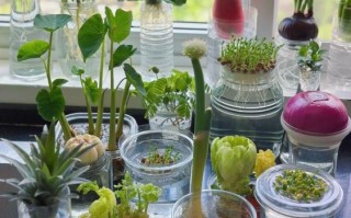 水培蔬菜有哪些_适合家庭阳台的品种
