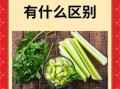 西芹和芹菜哪个营养好_西芹和芹菜的区别