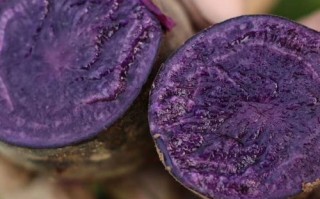 黑土豆为什么很少见_黑土豆市场缺货原因