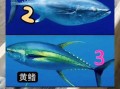 黄鳍金枪鱼和蓝鳍金枪鱼哪个贵_价格差距有多大