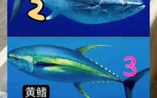 黄鳍金枪鱼和蓝鳍金枪鱼哪个贵_价格差距有多大
