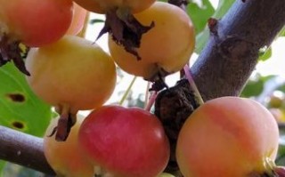 海棠树结果子能吃吗_海棠果成熟时间