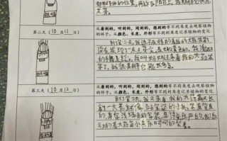 绿豆芽怎么发芽_绿豆芽观察日记怎么写