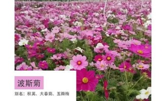 格桑花和波斯菊的区别_哪个更好养